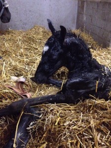Die Geburt eines Fohlens - Der Reitsport Blog