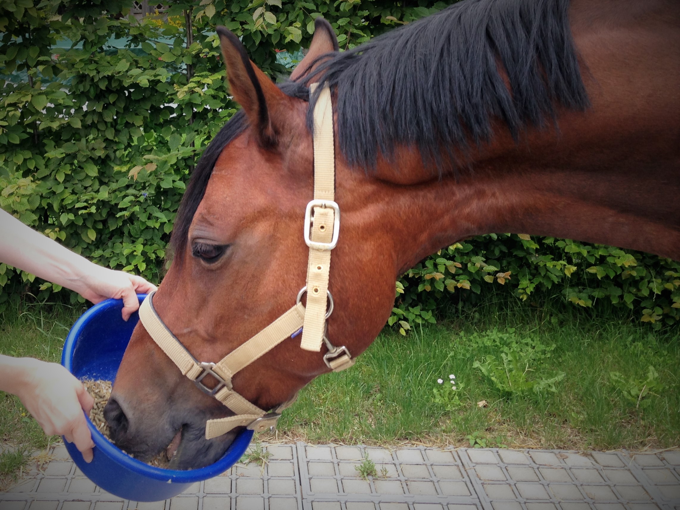 Kraftfutter füttern - Der Reitsport Blog