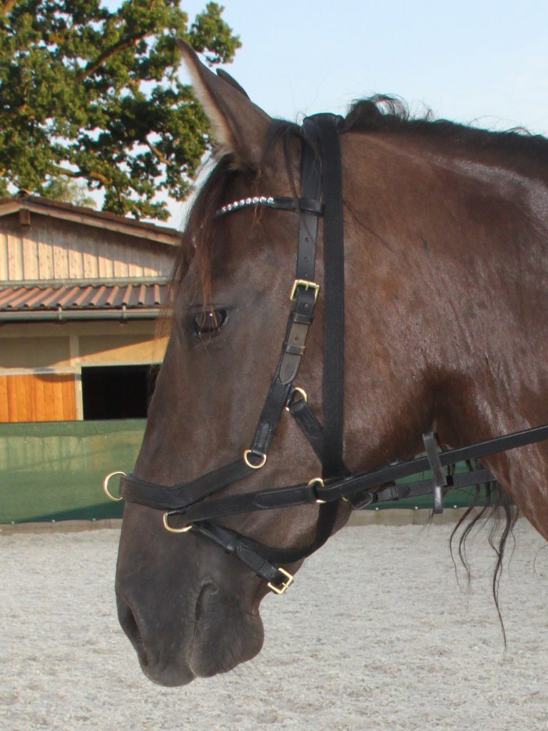 Produkttest: Horseware Micklem Multibridle - Loesdau Blog