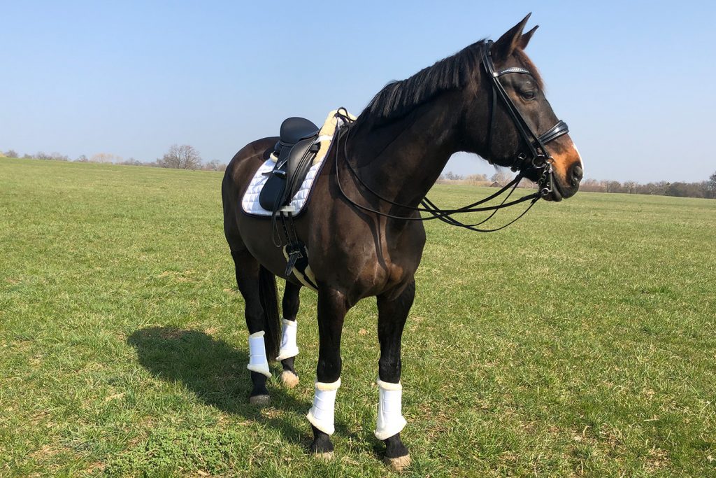 Mit Kandare reiten - das Wichtigste in Kürze - Der Reitsport Blog
