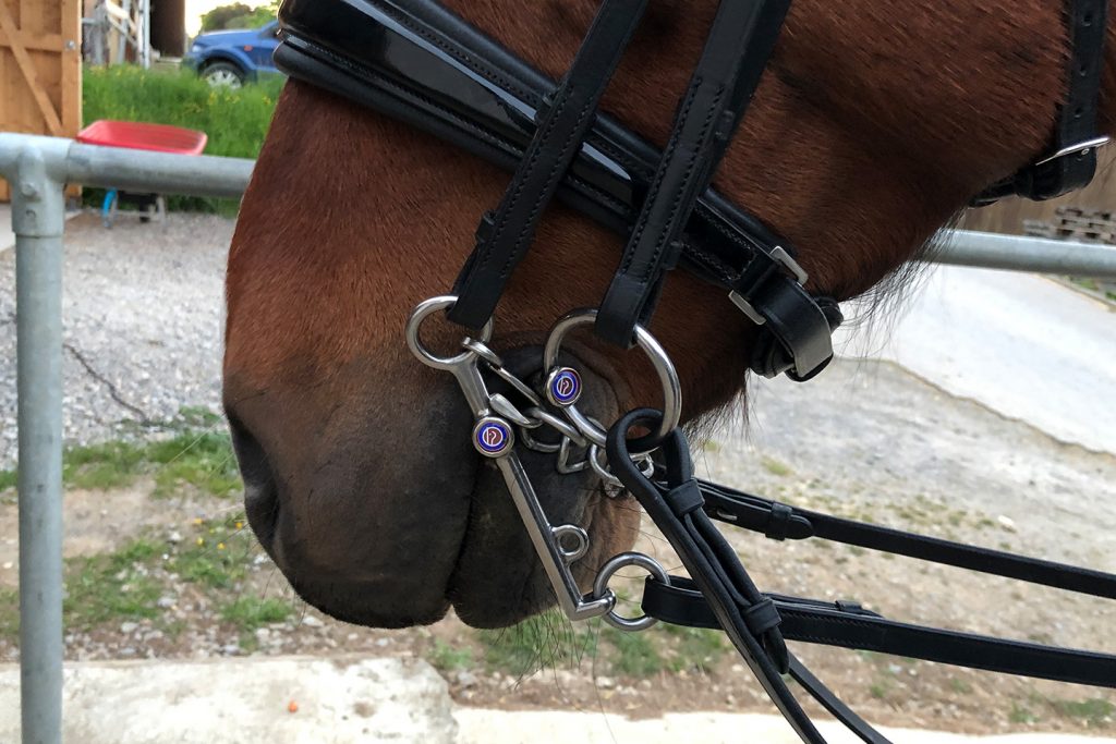 Mit Kandare reiten - das Wichtigste in Kürze - Der Reitsport Blog