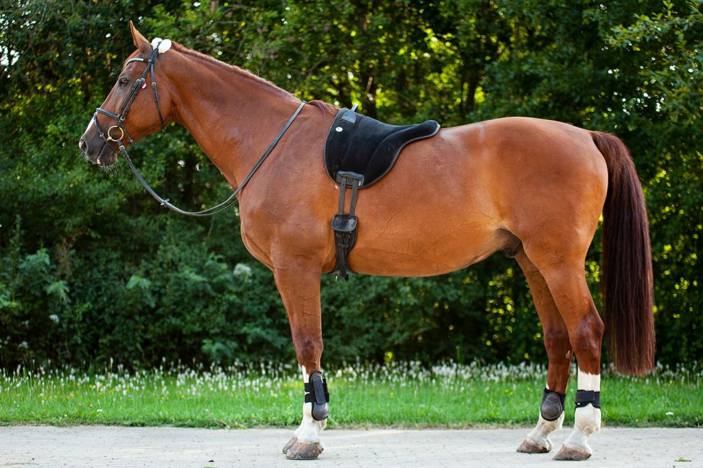 Ohne Sattel Reiten Pad